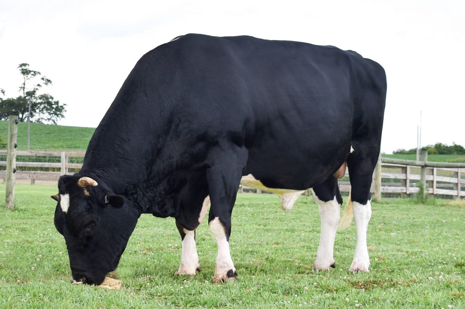 Black Onyx – Triple-Hil Sires