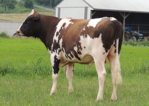 Rex-PP-Red – Triple-Hil Sires