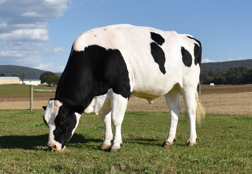 Triple-Hil Sires Holstein Sire Lineup – Triple-Hil Sires