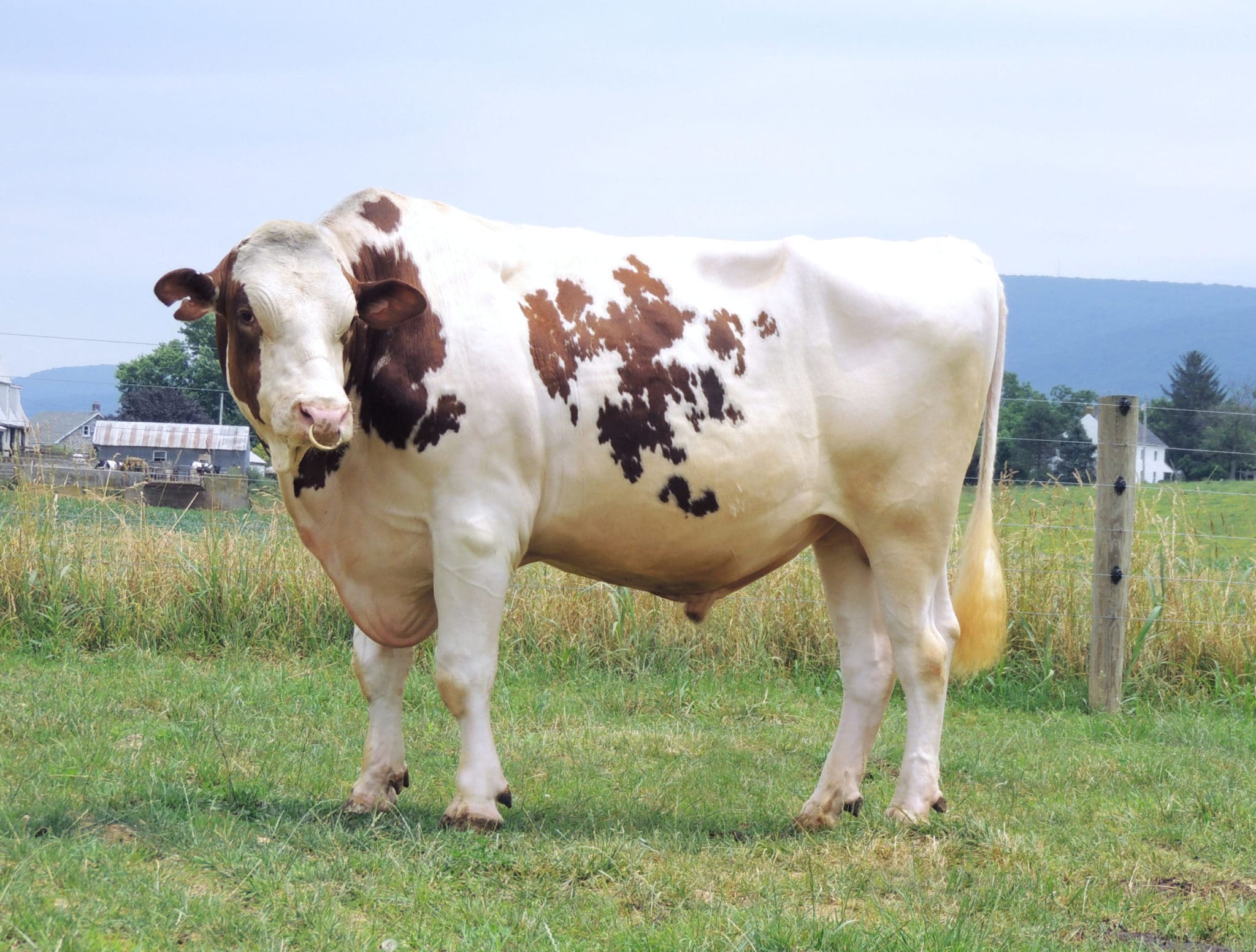 Pep-Red | Triple-Hil Sires