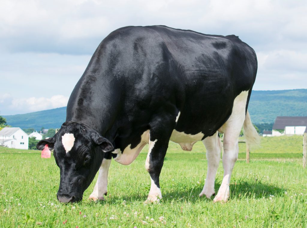 Triple-Hil Sires Holstein Sire Lineup – Triple-Hil Sires