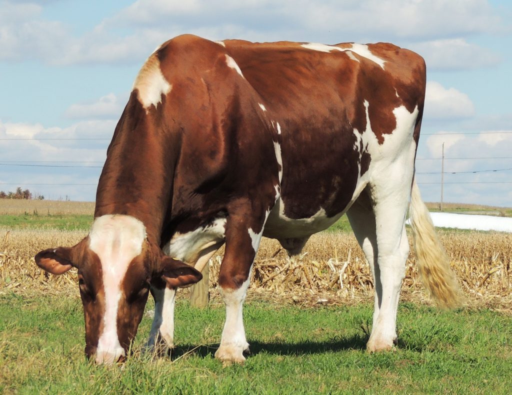 Triple-Hil Sires Holstein Sire Lineup – Triple-Hil Sires