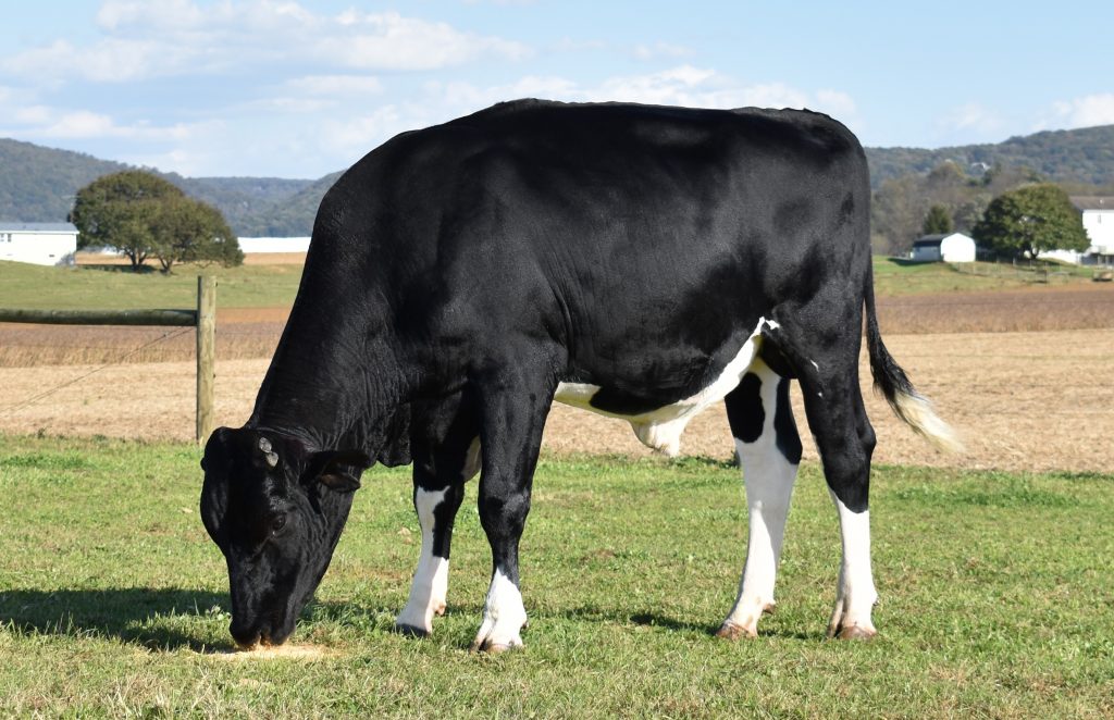 Triple-Hil Sires Holstein Sire Lineup – Triple-Hil Sires