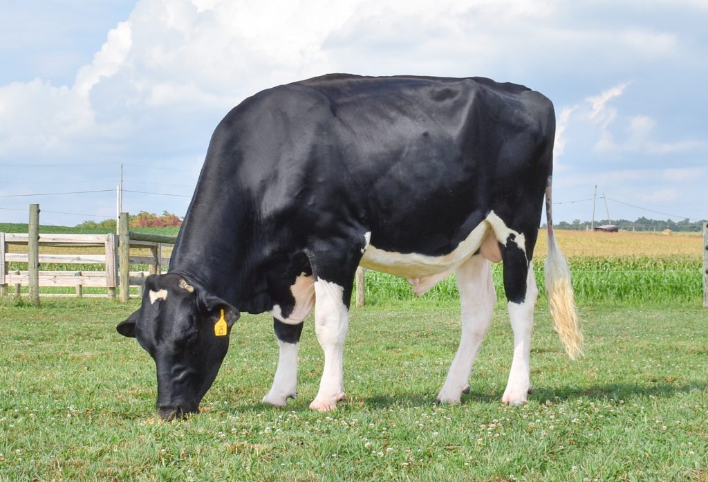 Triple-Hil Sires Holstein Sire Lineup – Triple-Hil Sires