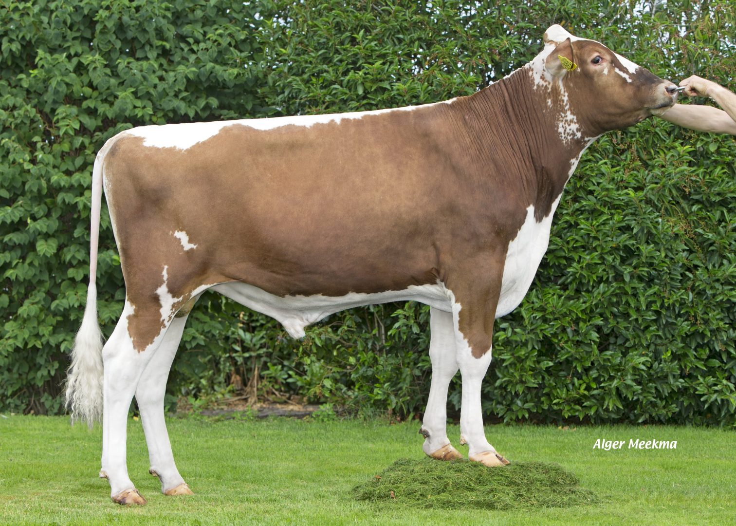 Lineback Lineup – Triple-Hil Sires