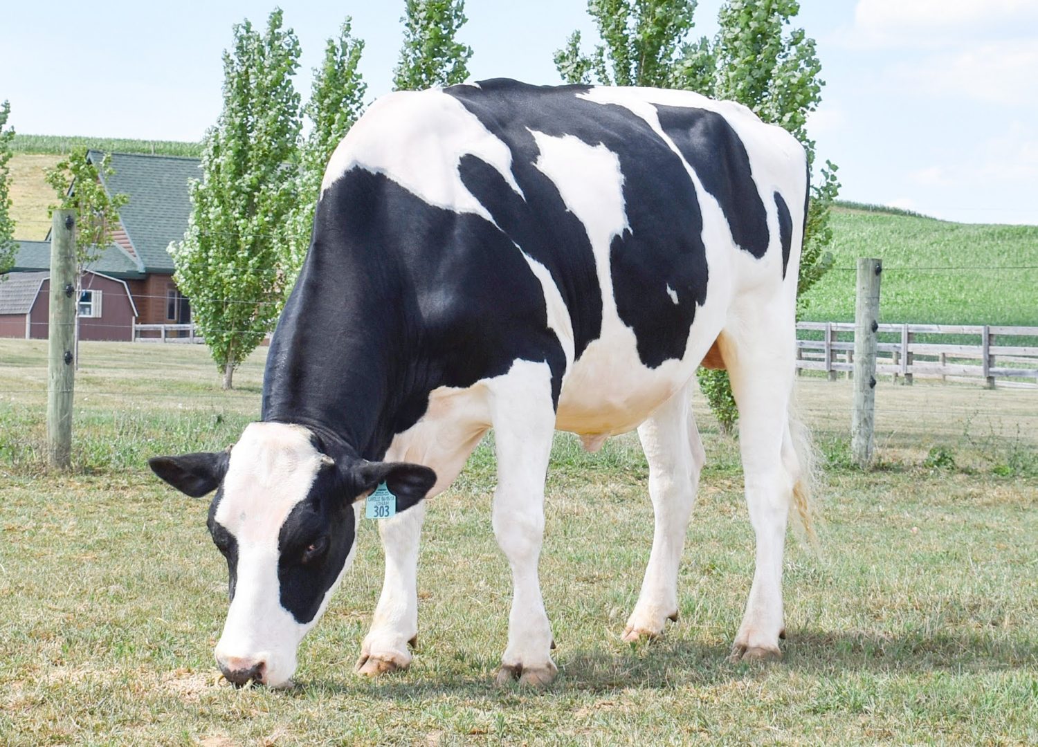 Triple-Hil Sires Holstein Sire Lineup – Triple-Hil Sires