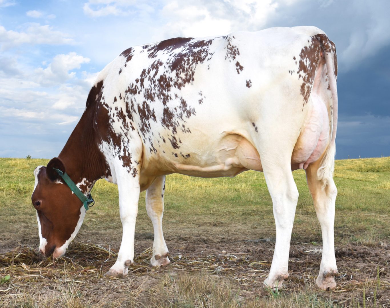 Rex-PP-Red – Triple-Hil Sires