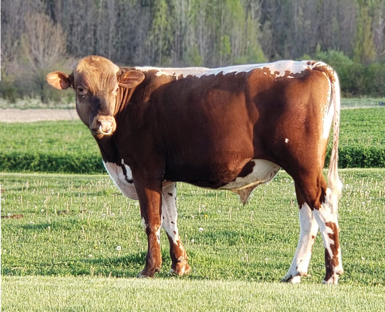 All Breeds Sire Directory – Triple-Hil Sires