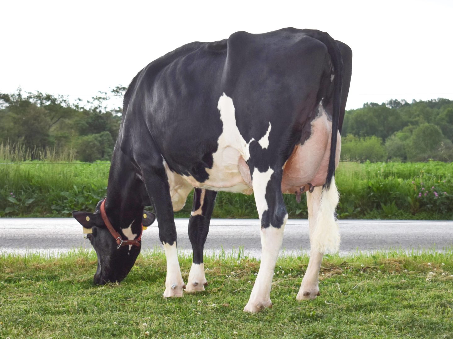 Rex-PP-Red – Triple-Hil Sires