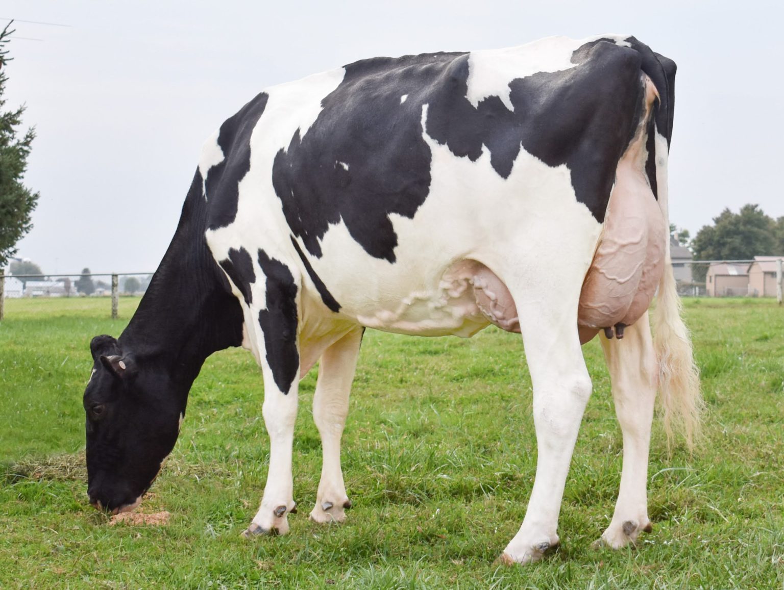 Rex-PP-Red – Triple-Hil Sires