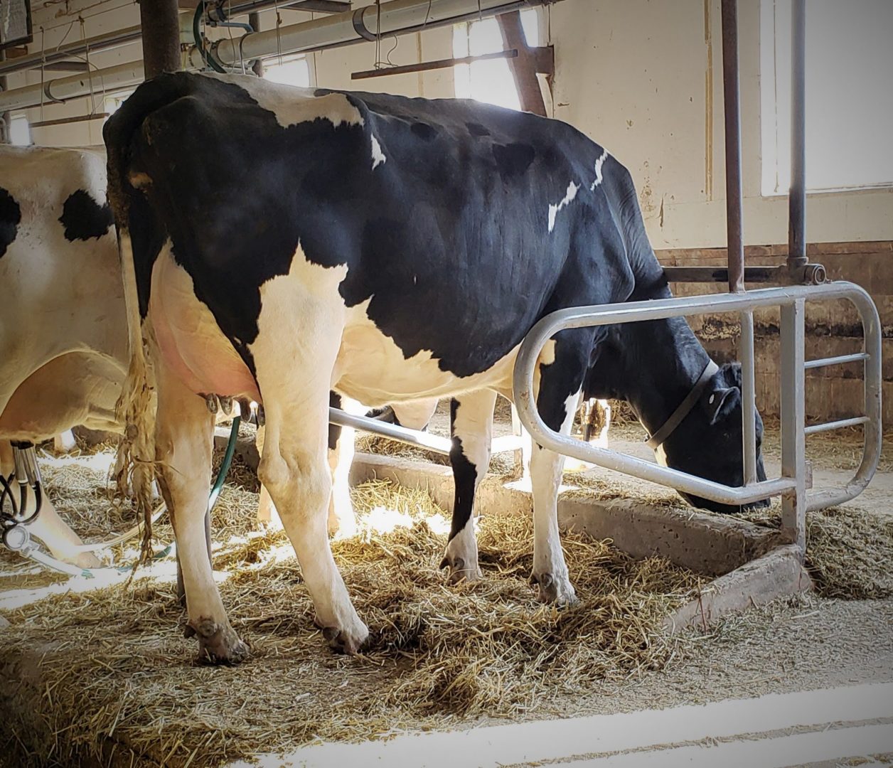 Rex-PP-Red – Triple-Hil Sires