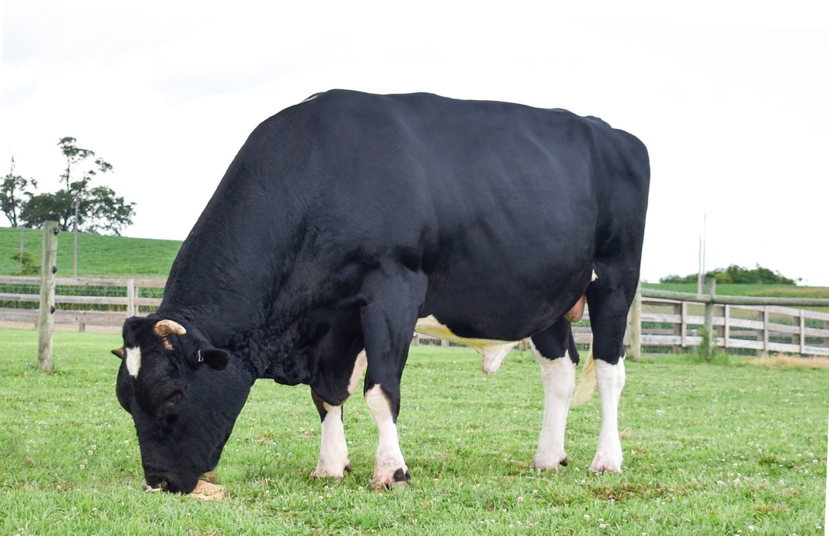 Triple-Hil Sires Holstein Sire Lineup – Triple-Hil Sires