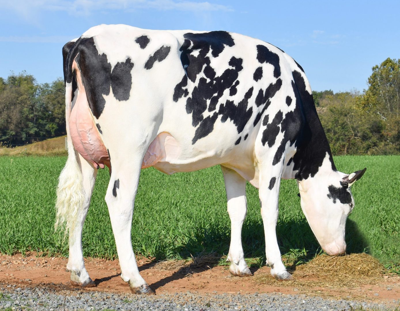 Rex-PP-Red – Triple-Hil Sires