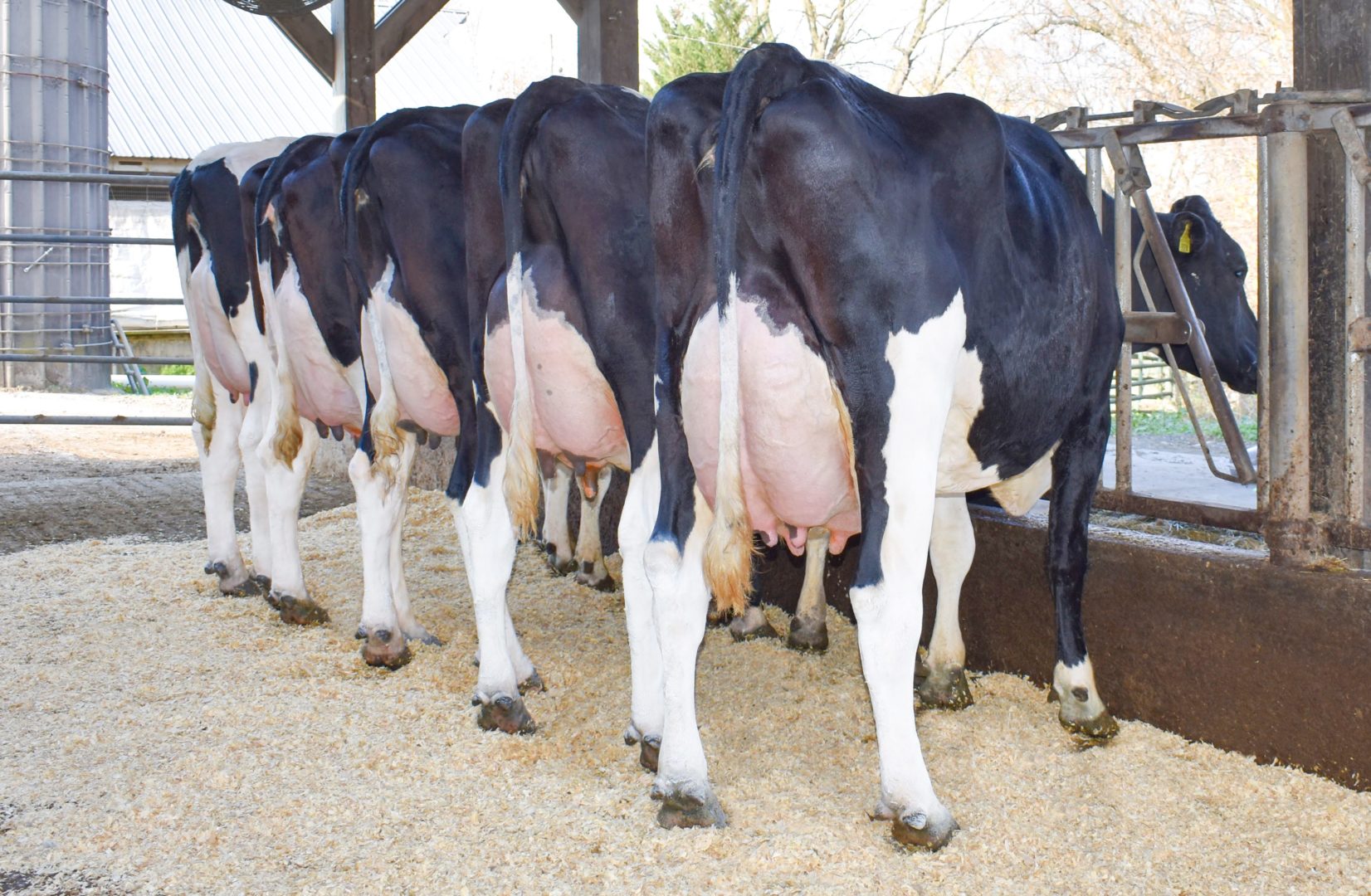 Rex-PP-Red – Triple-Hil Sires