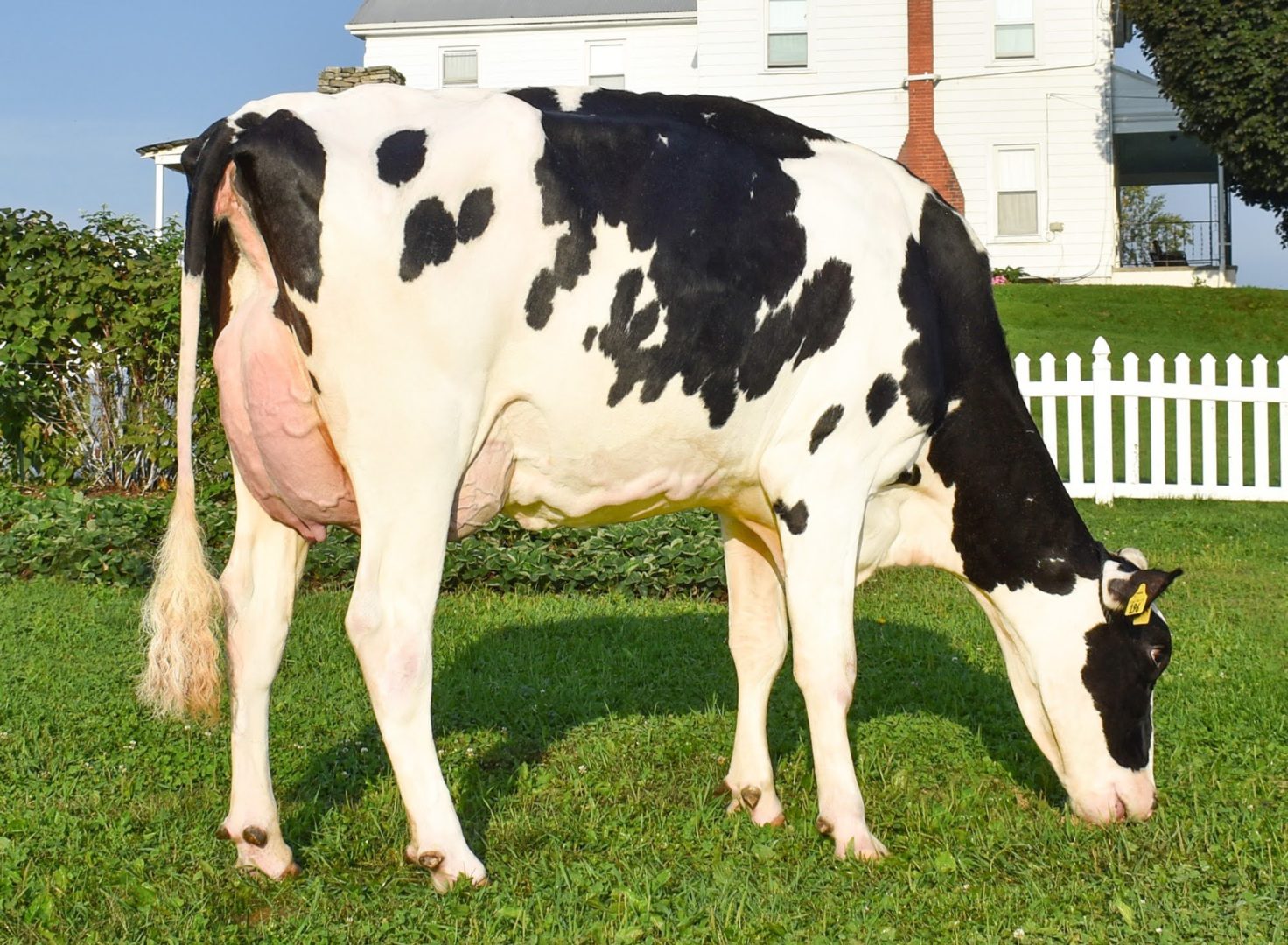 Rex-PP-Red – Triple-Hil Sires