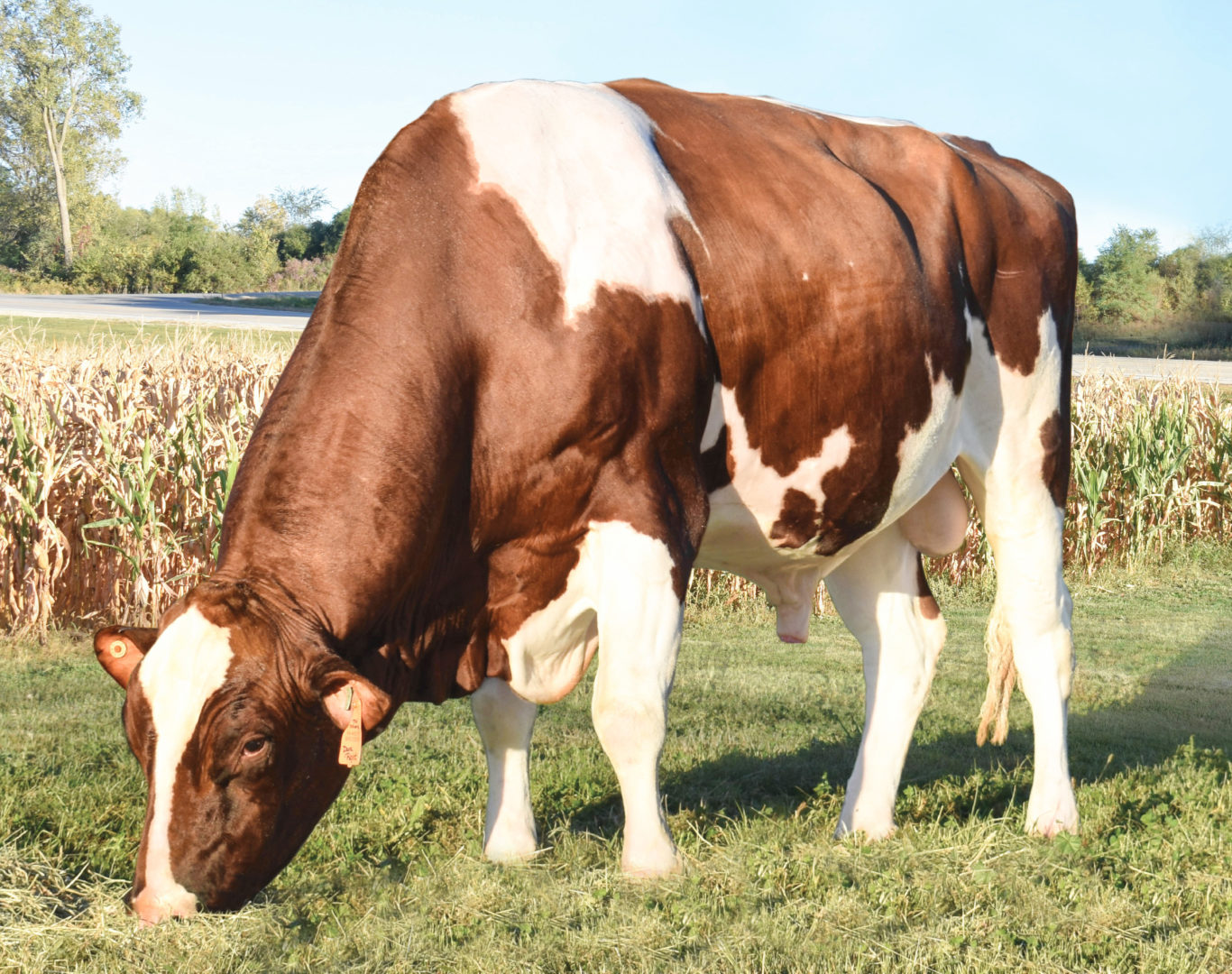 Triple-Hil Sires Holstein Sire Lineup – Triple-Hil Sires