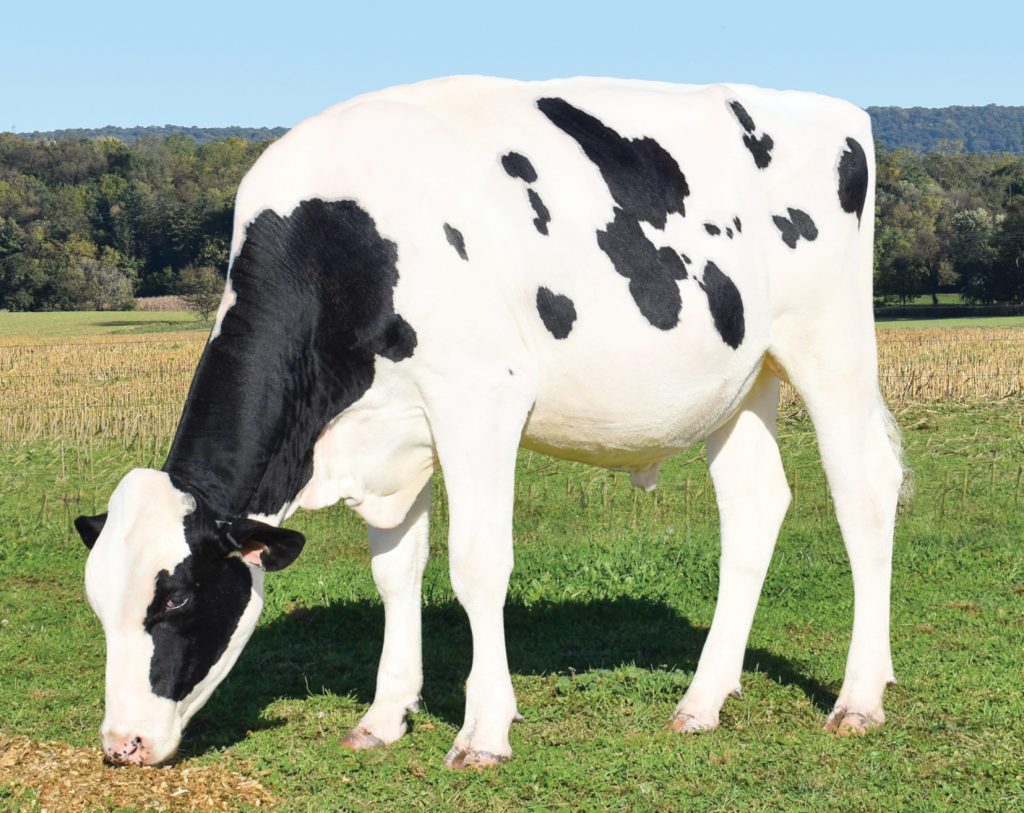 Triple-Hil Sires Holstein Sire Lineup – Triple-Hil Sires