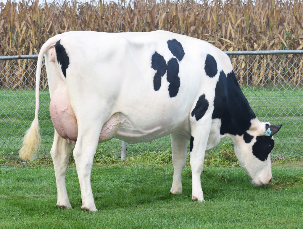 Forrest – Triple-Hil Sires