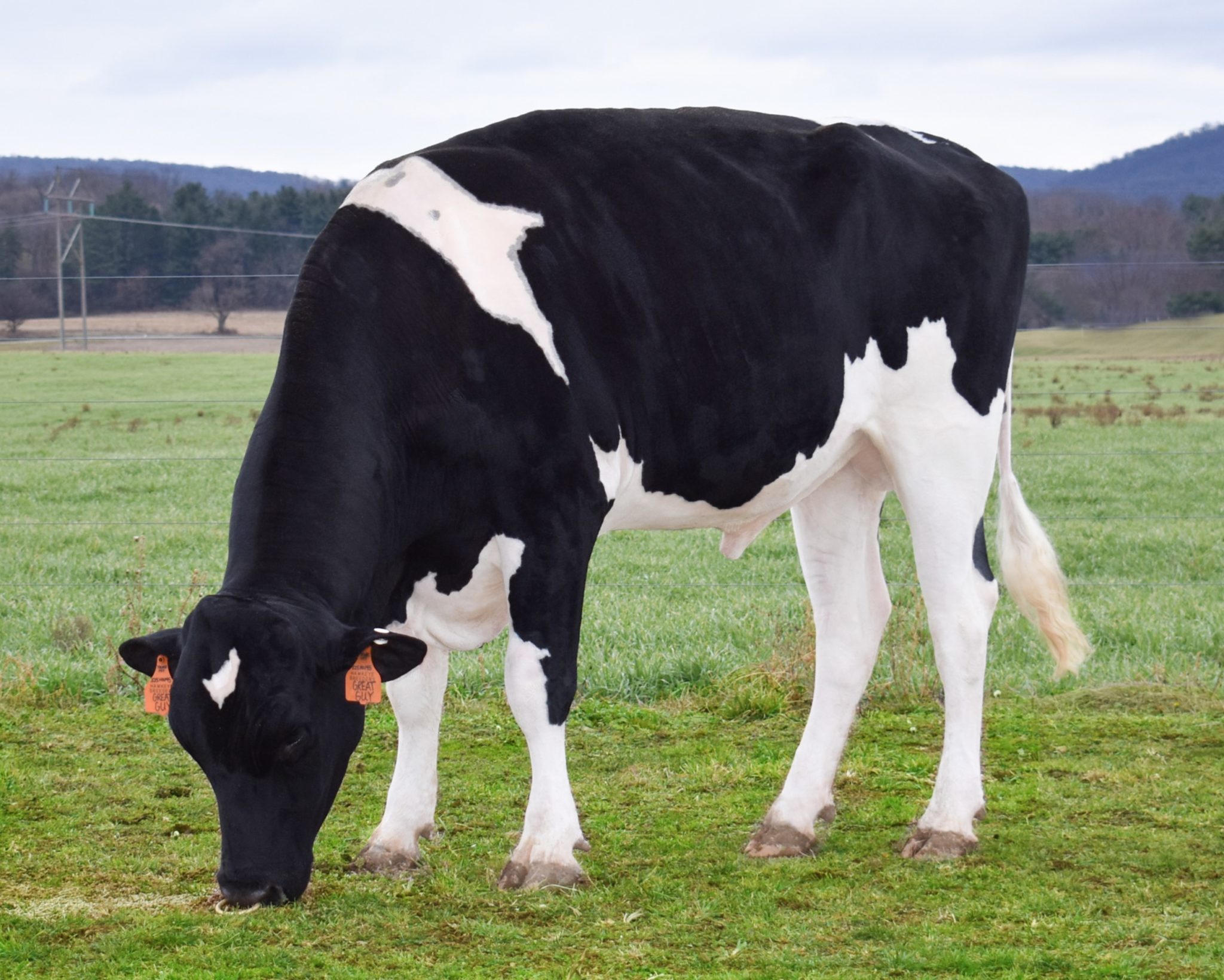 Triple-Hil Sires Holstein Sire Lineup – Triple-Hil Sires