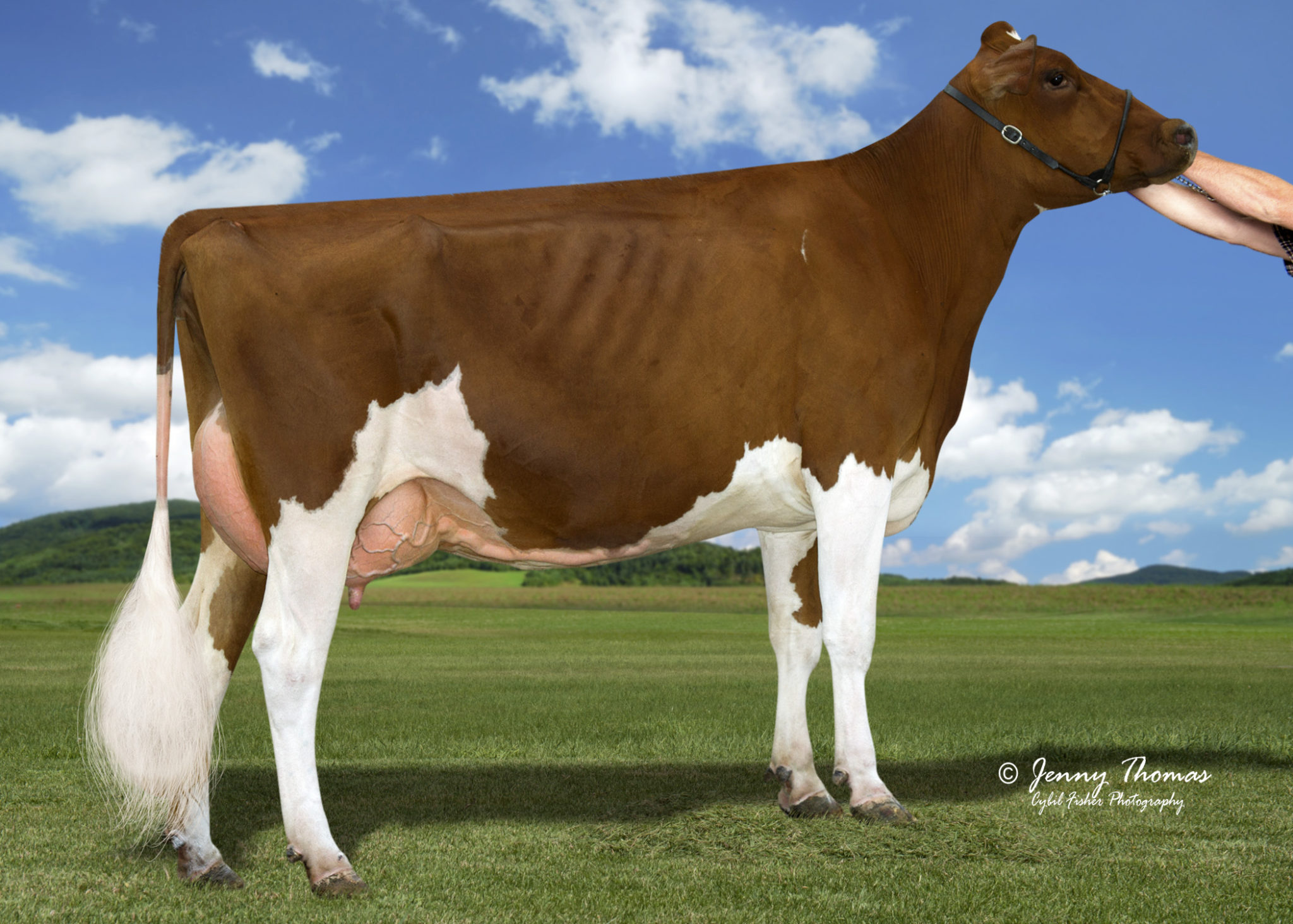 Clear Cut-Red – Triple-Hil Sires